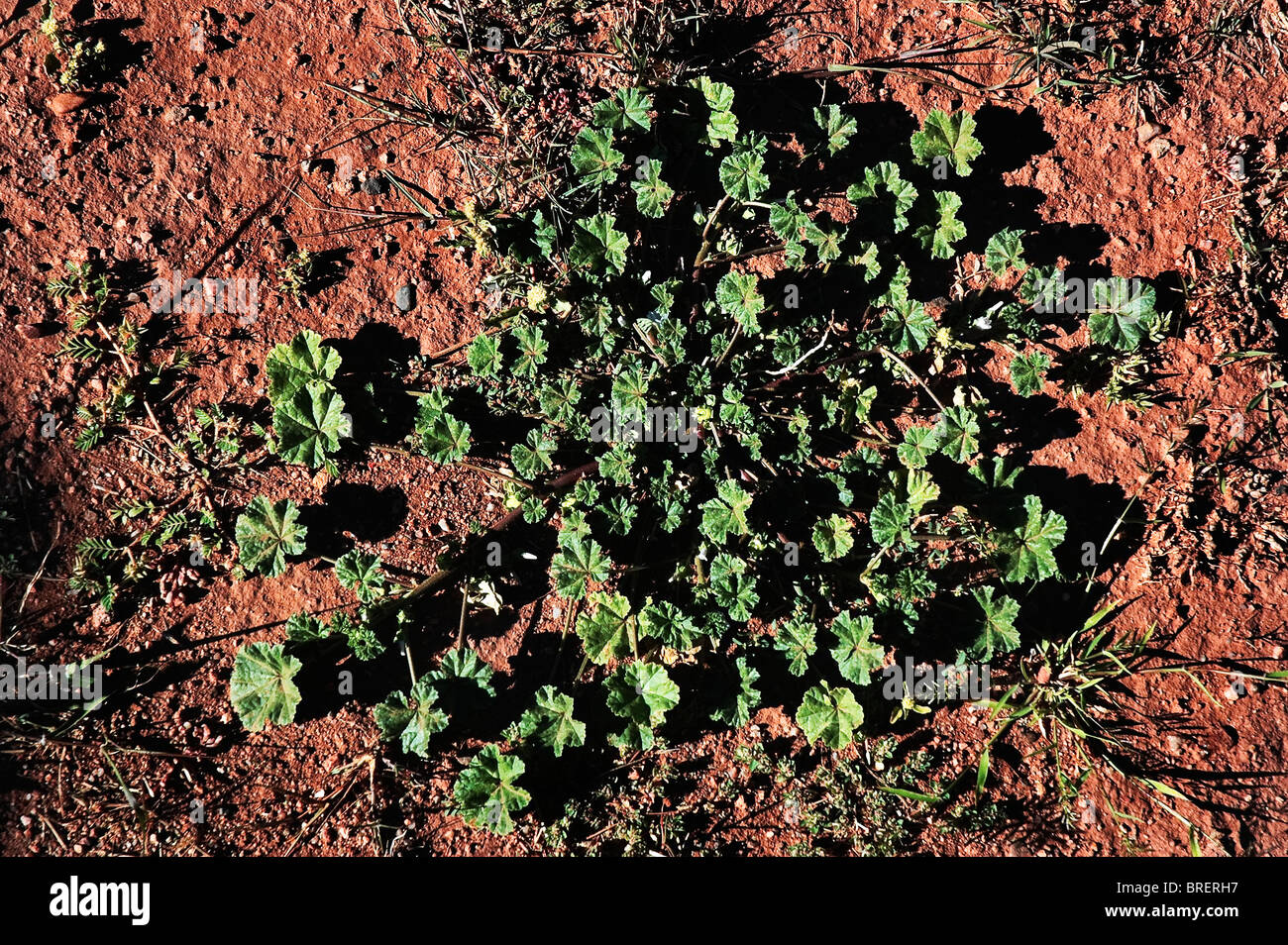 Green plants growing in red soil at Pecos National Historical Park ...