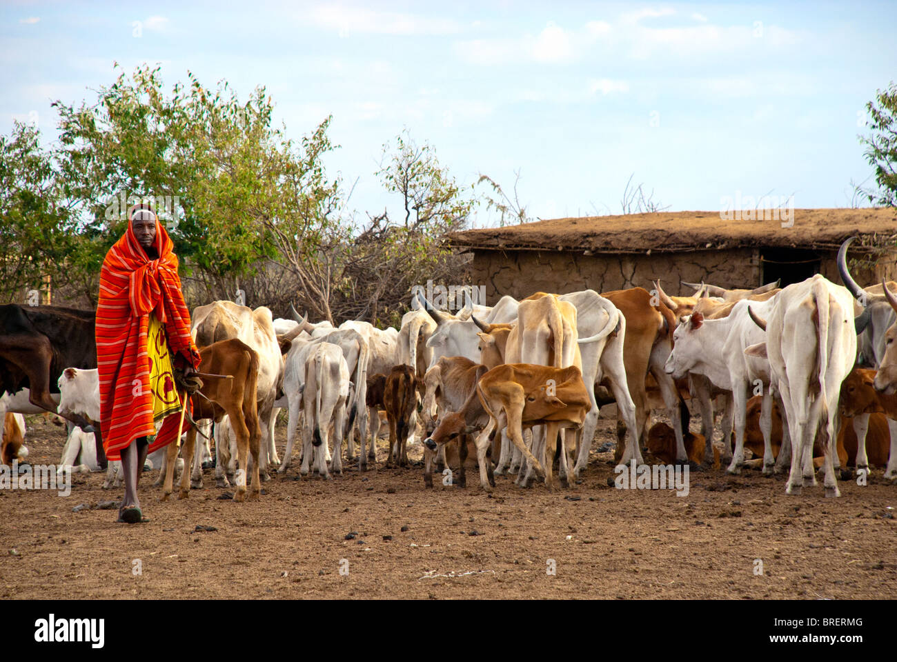 Masai village cattle thin due hi-res stock photography and images - Alamy