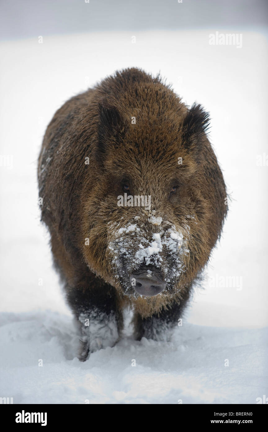 Male Wild Boar (Sus scrofa), running through deep snow during snowfall ...