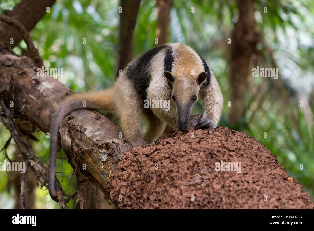 Northern Tamandua