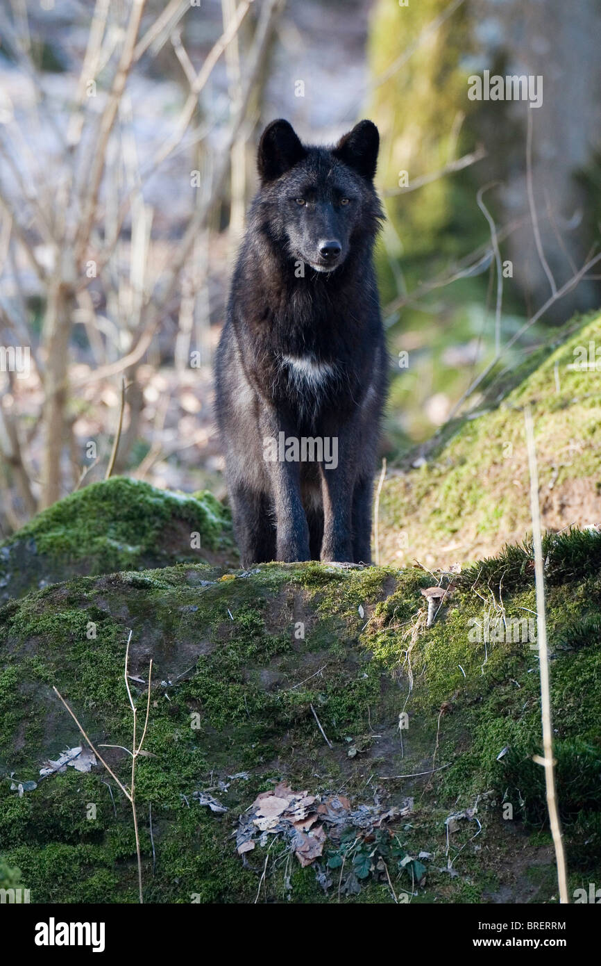 Eastern wolf (Canis lupus lycaon), black type Stock Photo - Alamy