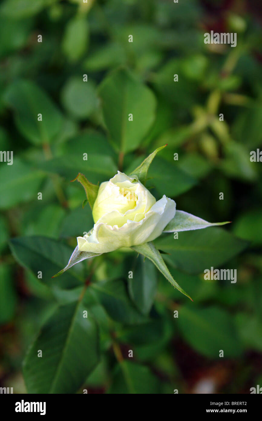 white rose bud on a green background Stock Photo - Alamy
