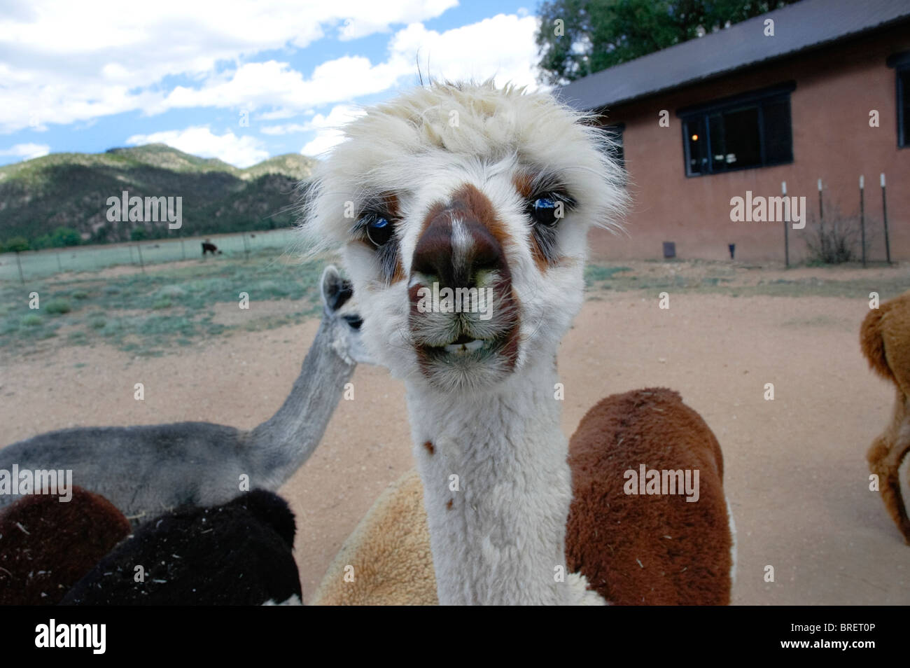 Alpacas at Victory Ranch, Mora, New Mexico. Victory Ranch is the ...