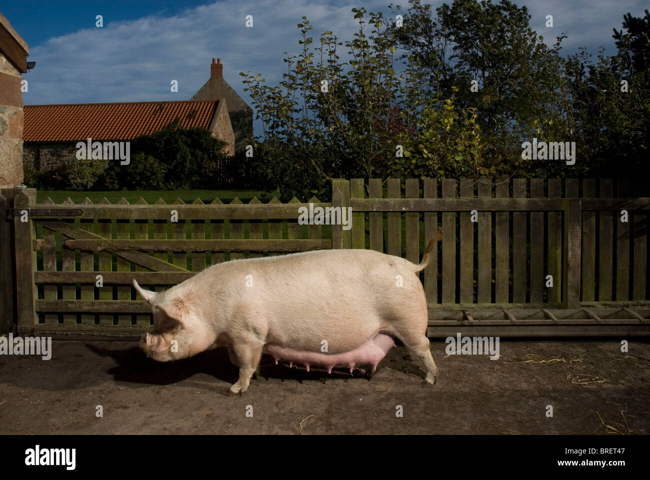 Middle White Pig High Resolution Stock Photography and Images - Alamy