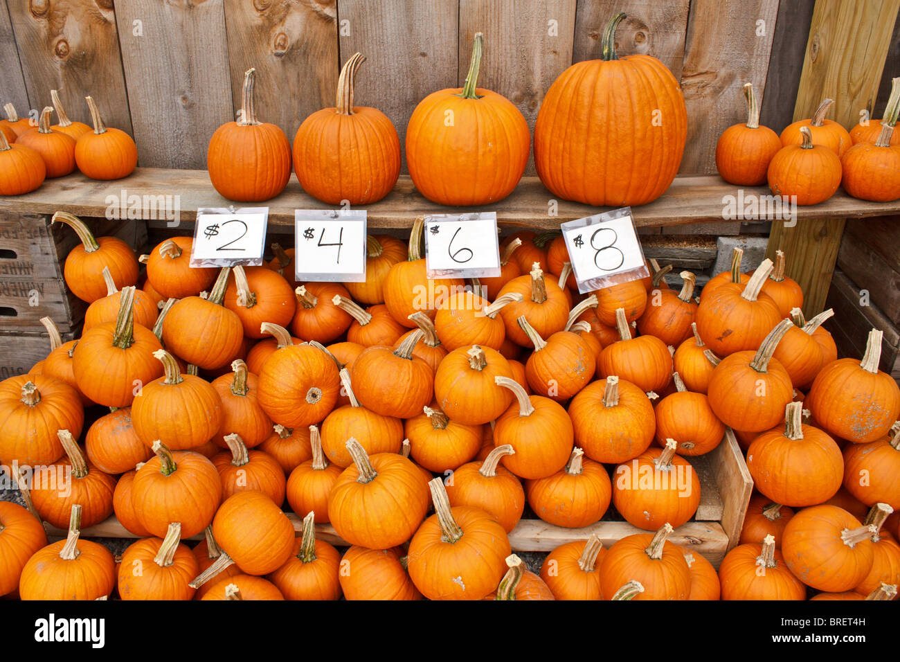 Big Medium Small Pumpkin Names