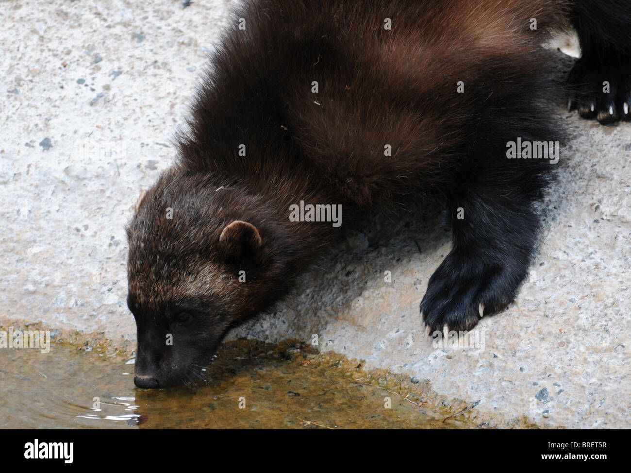 Nordens ark hi-res stock photography and images - Alamy