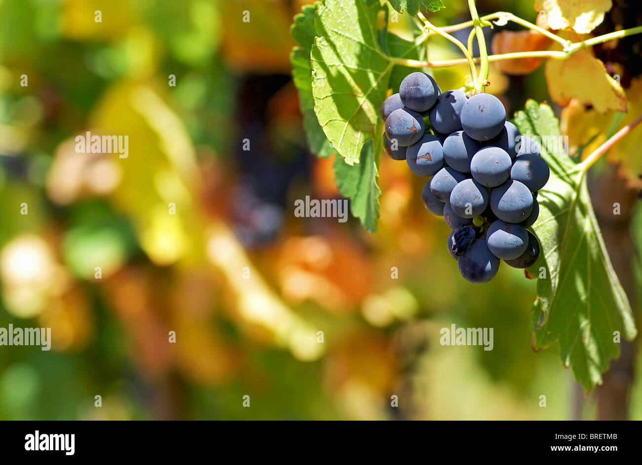 Vineyard grapevine hi-res stock photography and images - Alamy