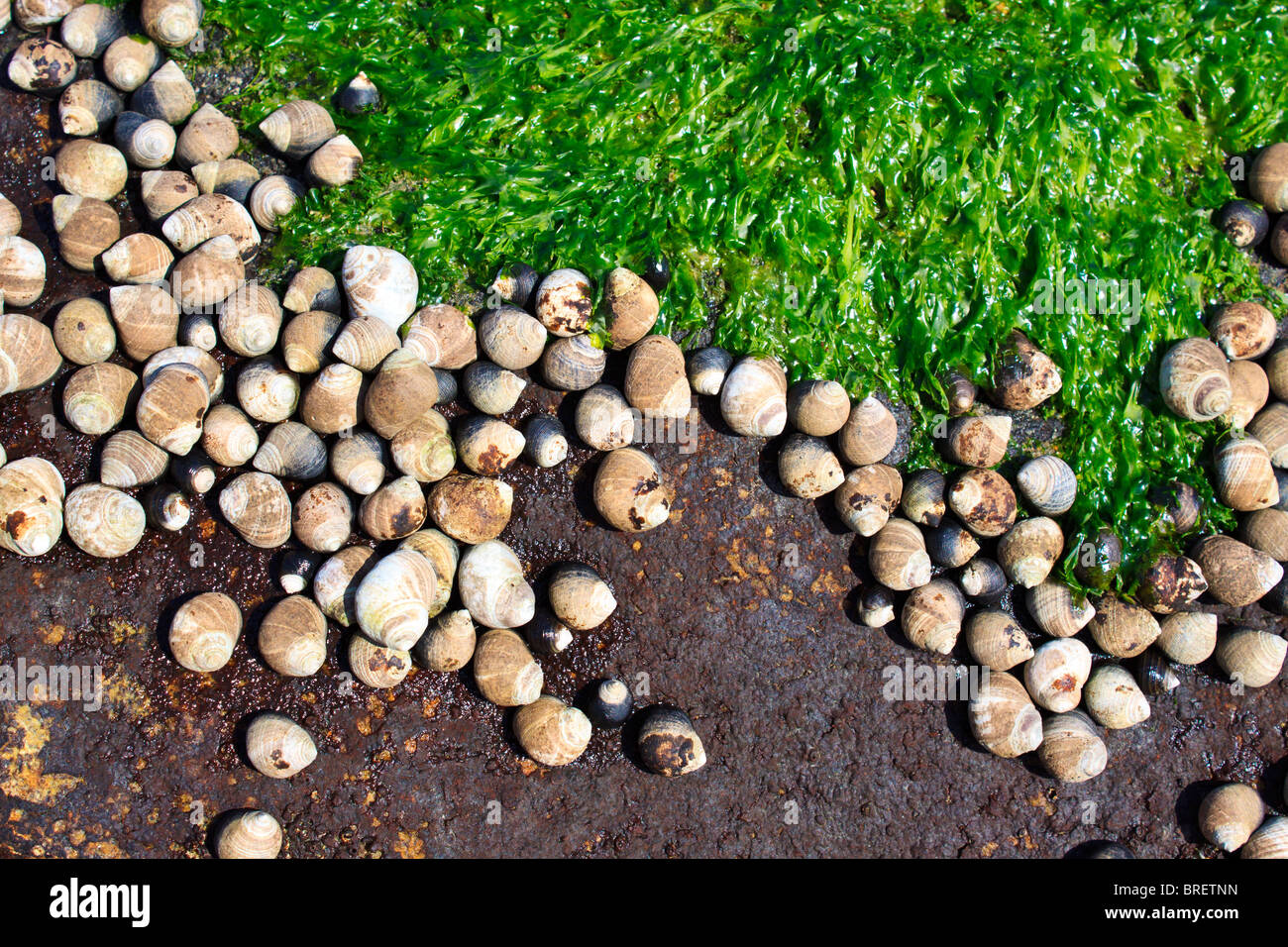 Periwinkle snail hi-res stock photography and images - Alamy