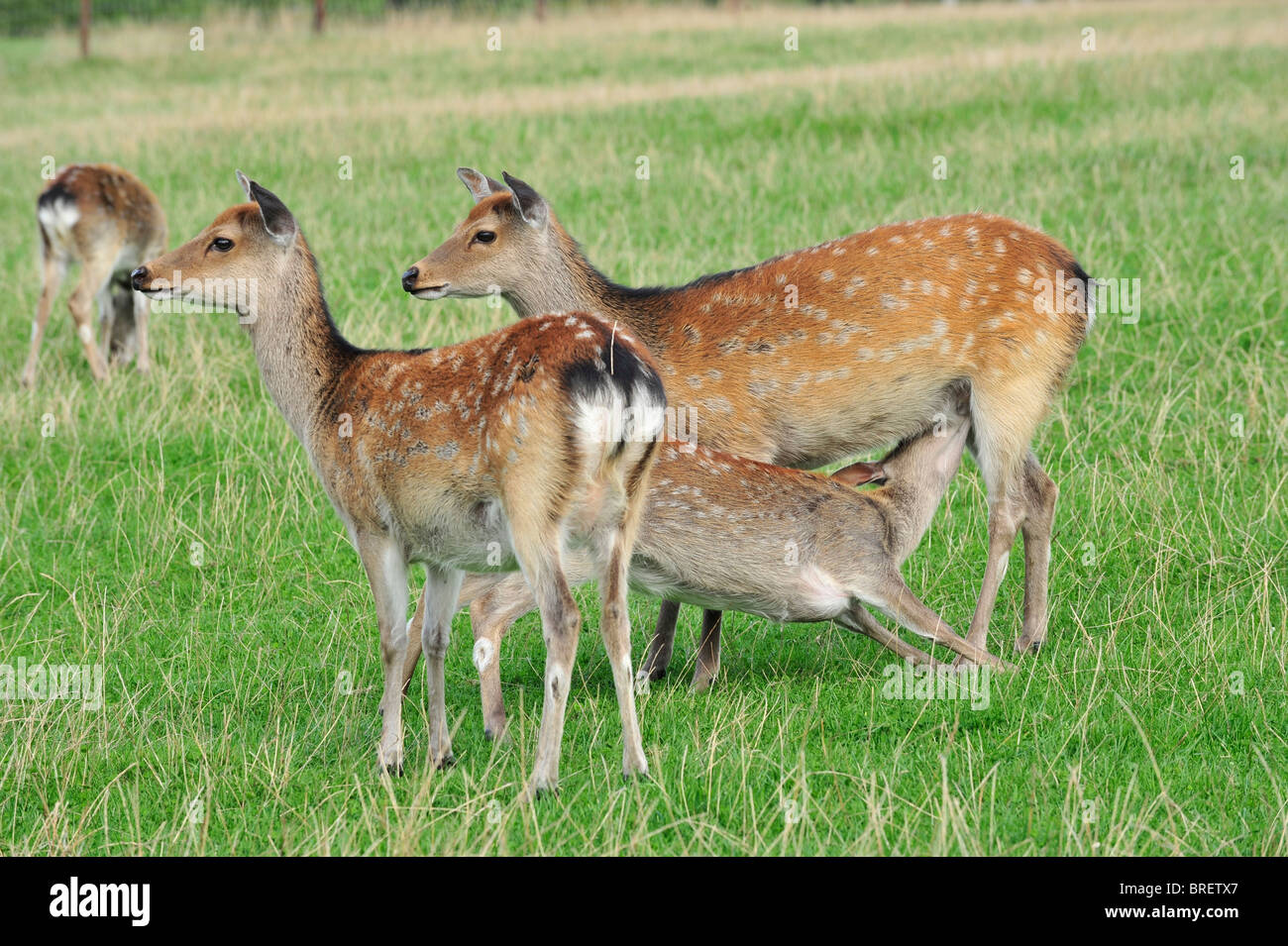 Sika deer hi-res stock photography and images - Alamy