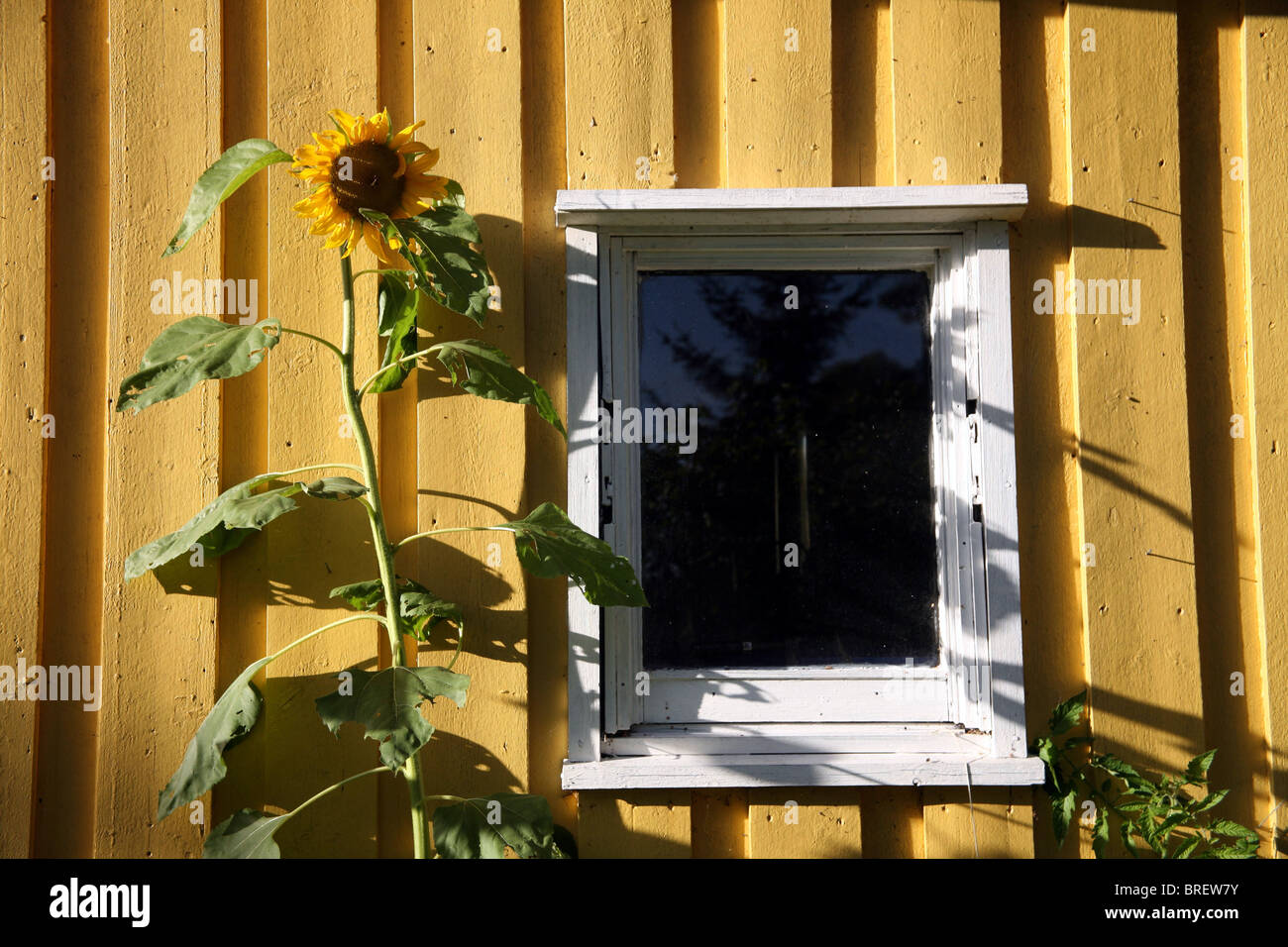 Sunflower window hi-res stock photography and images - Alamy