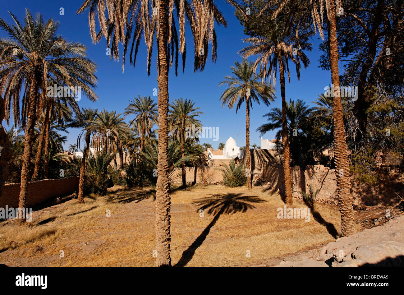 Palmerie and mosque in Ghadames Old Town, Libya Stock Photo - Alamy