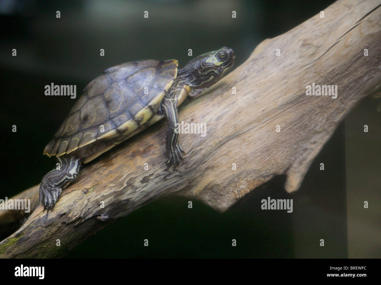 Barbour’s map turtle hi-res stock photography and images - Alamy