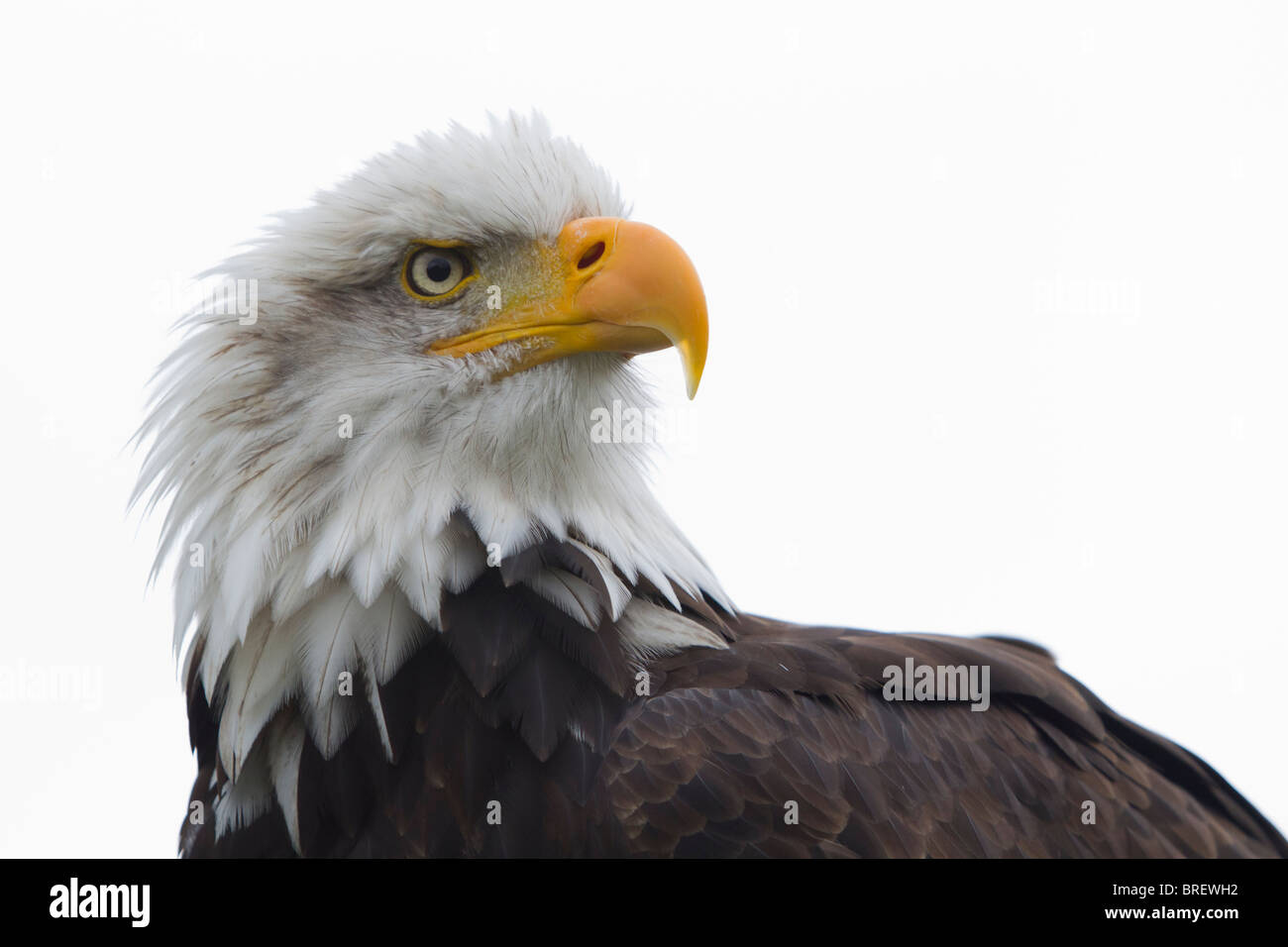 Angry american eagle hi-res stock photography and images - Alamy