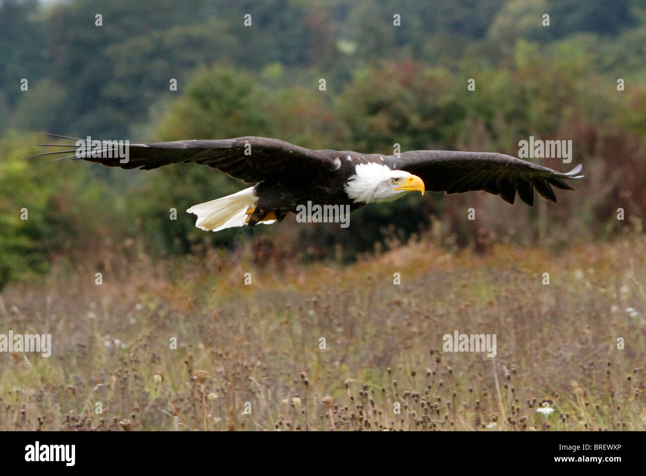 Eagle of america hi-res stock photography and images - Alamy