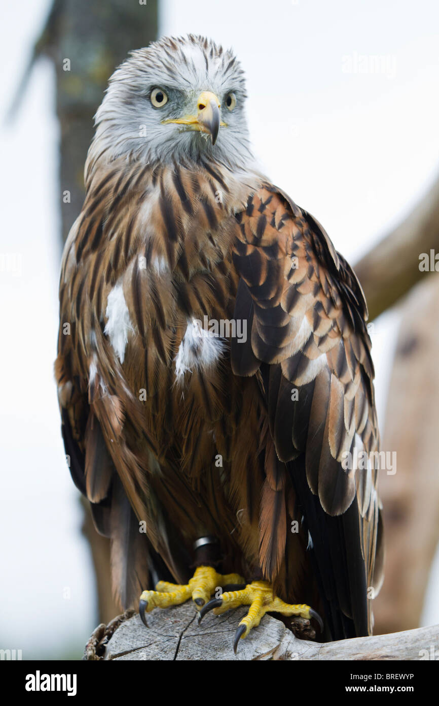 Red Kite Perching Stock Photo - Alamy