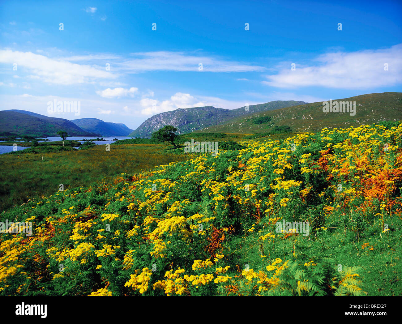 Lough Veagh, Glenveagh National Park, Co Donegal, Ireland; Meadow With ...