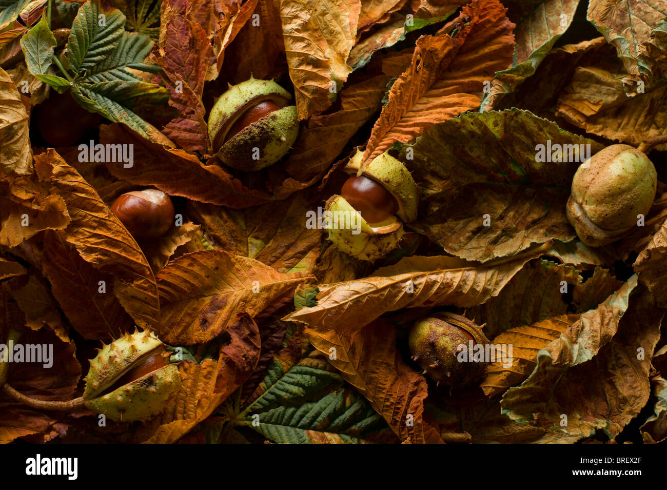 Spiny Husk Stock Photos & Spiny Husk Stock Images - Alamy