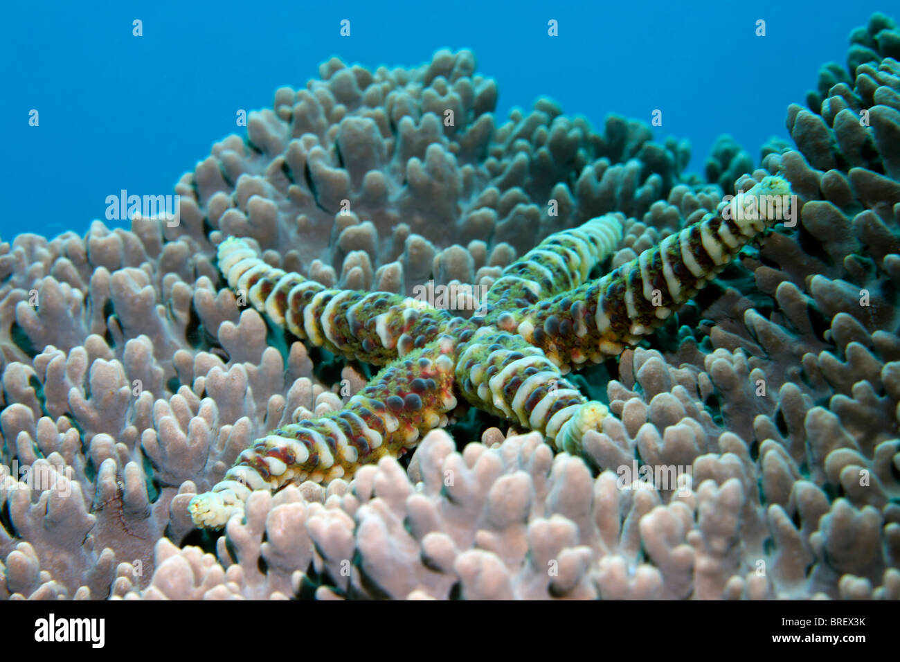 Lumpy Sea Star (Echinaster callosus) climbing over soft coral ...