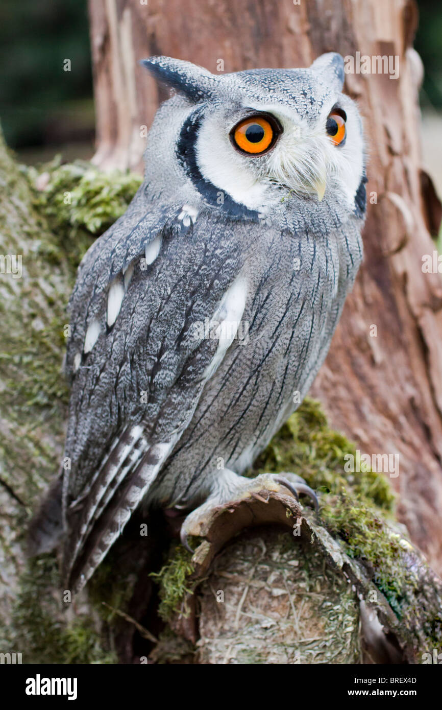 White-faced Scops Owl Stock Photo - Alamy