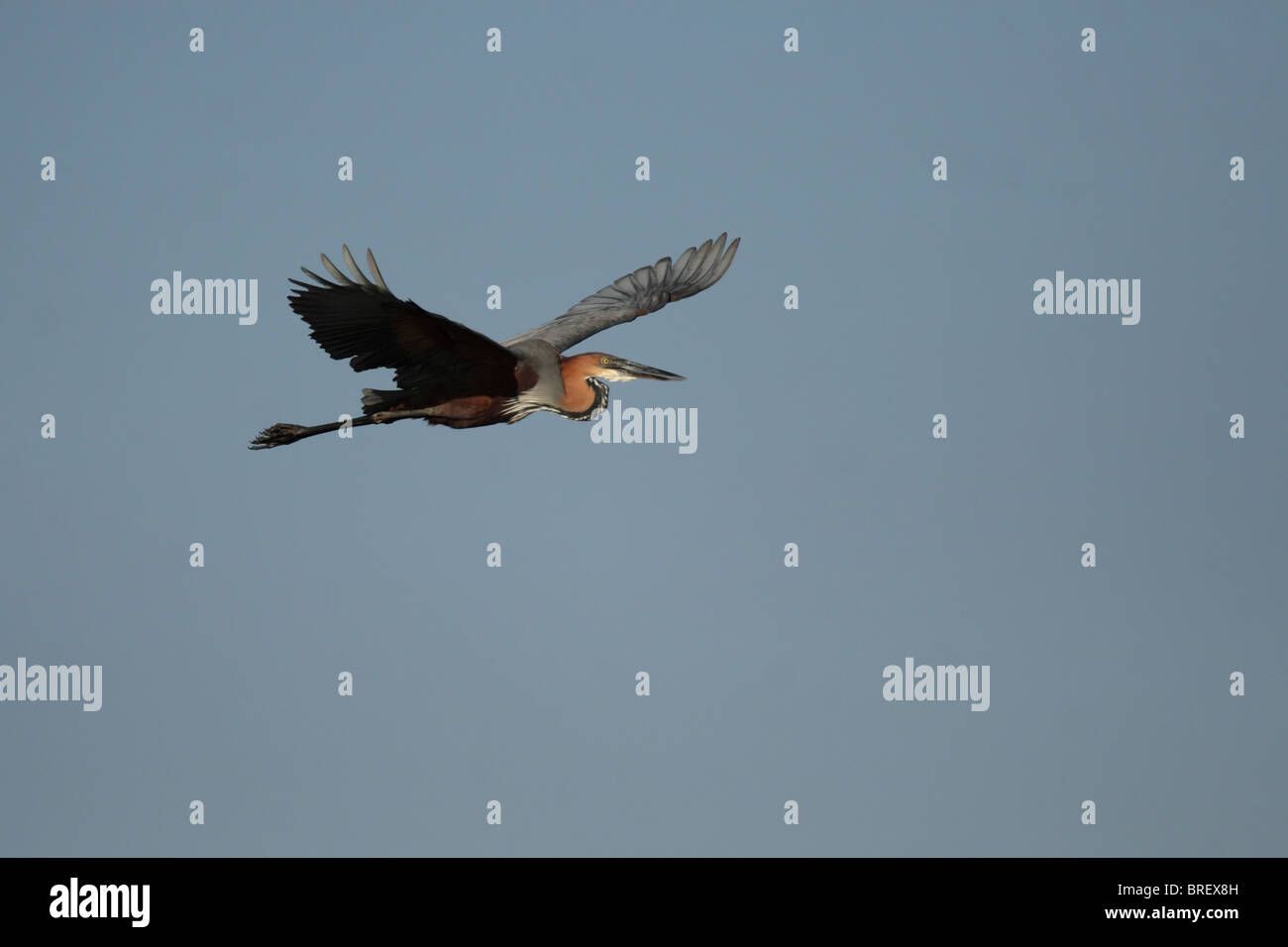 Goliath heron hi-res stock photography and images - Alamy