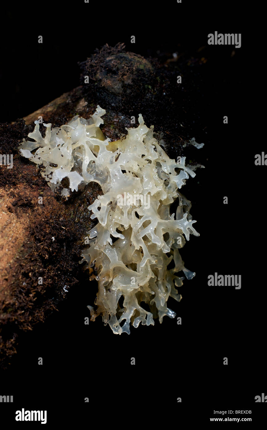 A tremella sp. fungi commonly known as a Jelly fungus on a fallen tree ...