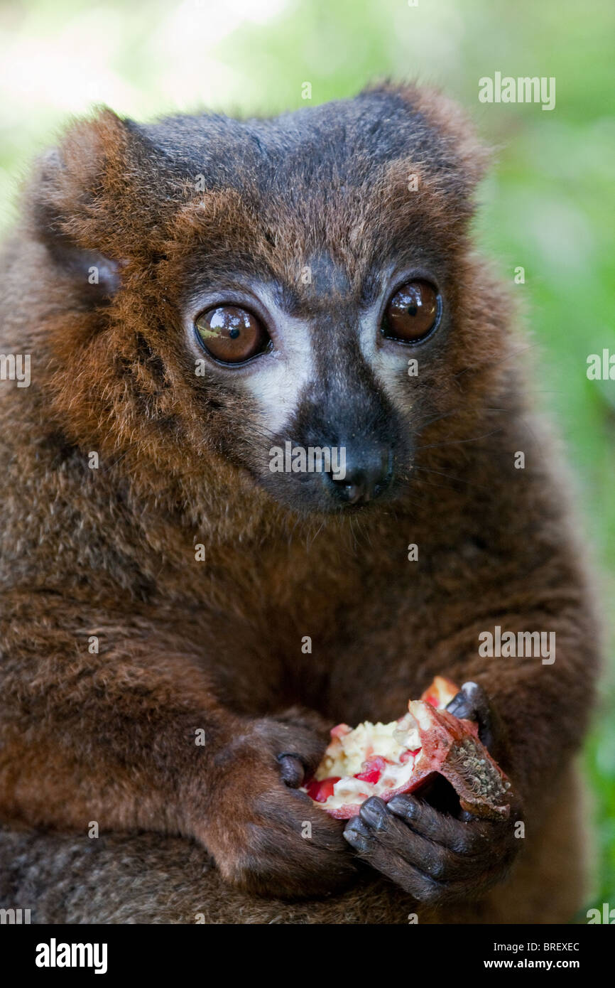 Lemur having a snack Stock Photo - Alamy