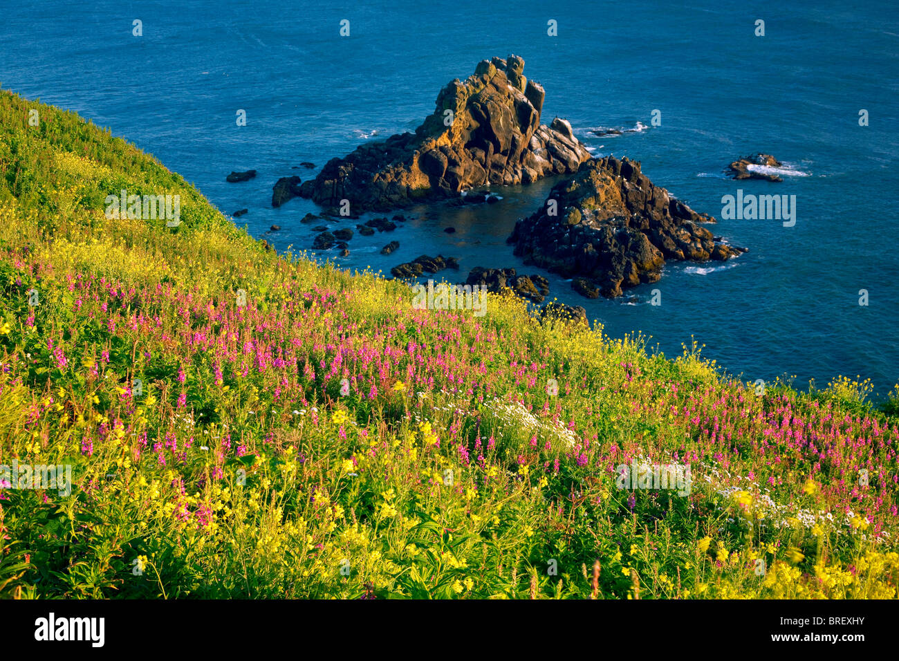 Yellow fireweed hi-res stock photography and images - Alamy