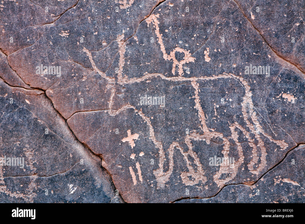 Horned cow, engraved rock art in the Akakus Mountains, Sahara Desert ...
