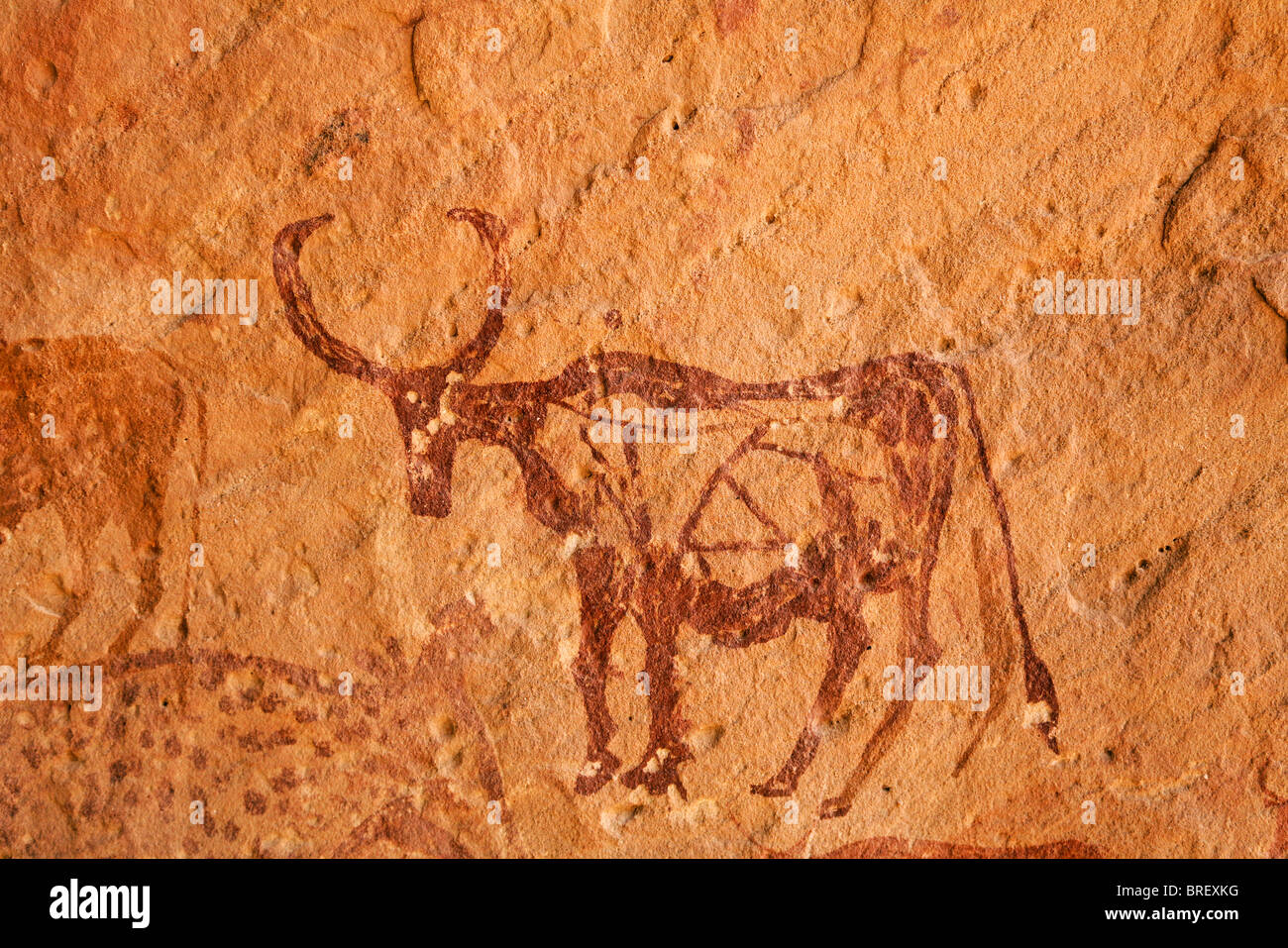 Painted domestic cows, rock art in the Akakus Mountains, Sahara Desert ...