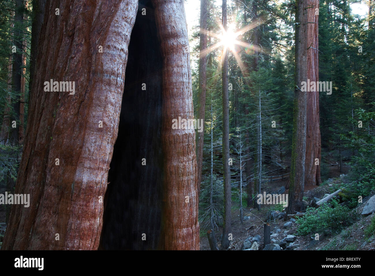 Giant Sequoia Tree Burned High Resolution Stock Photography and Images ...
