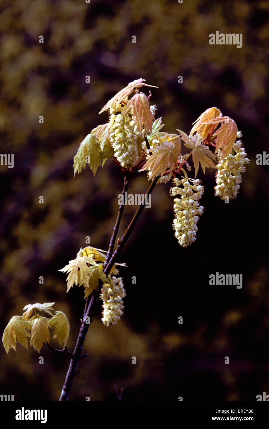 Bigleaf Maple Tree (Acer macrophyllum) Flowers and Foliage, BC, British ...