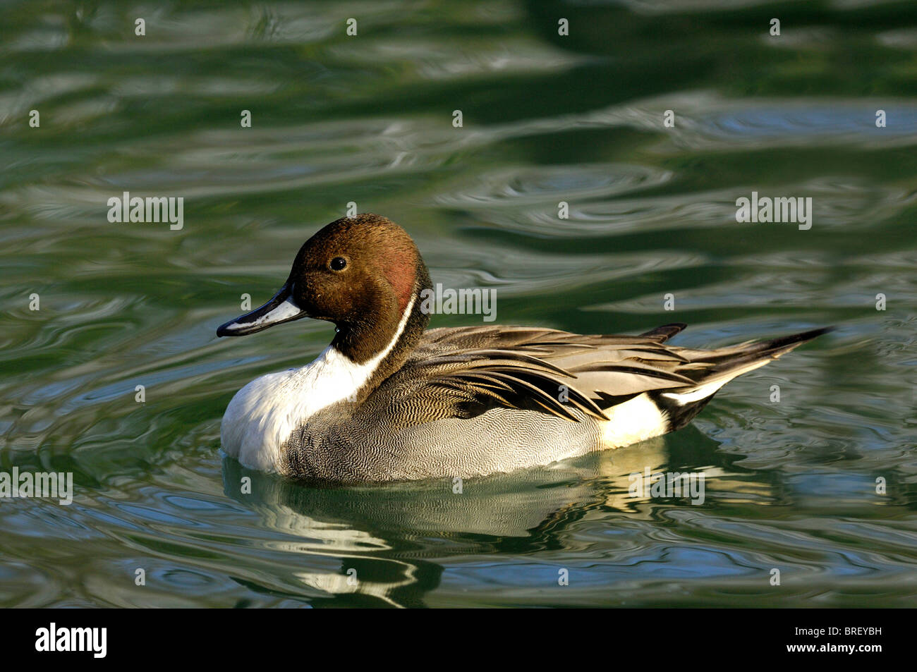 Pintail hi-res stock photography and images - Alamy