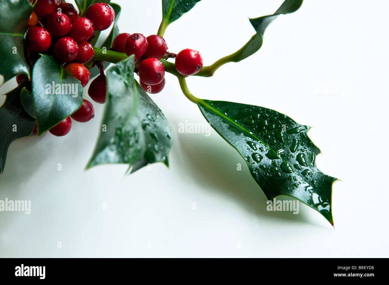 Sprig of Holly, with leaves and red berries - covered with rainwater ...