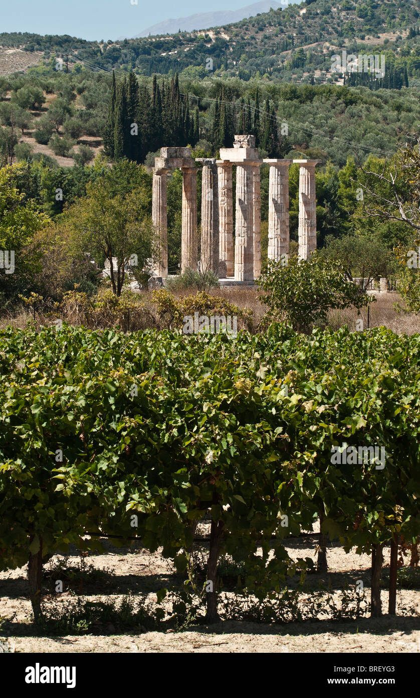 Vines growing at a vineyard near the Ancient Temple of Zeus at Ancient ...