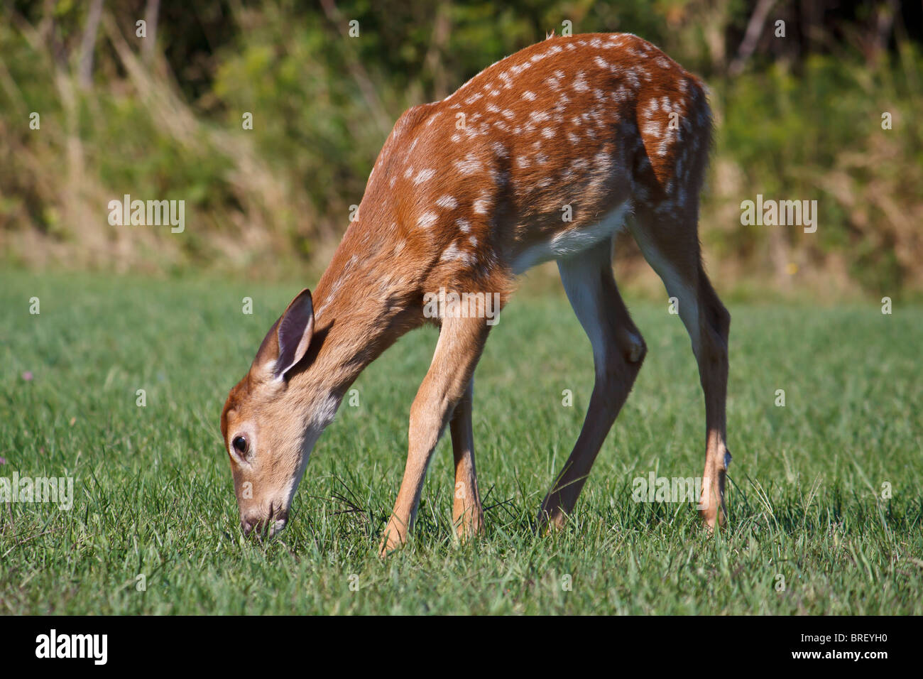 fawn eating grass in the morning Stock Photo - Alamy