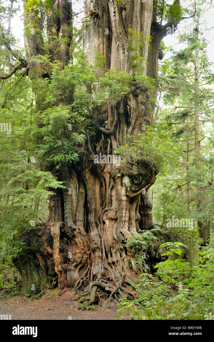 Giant tree near Kalaloch, Olympic Peninsula, Washington, USA Stock ...