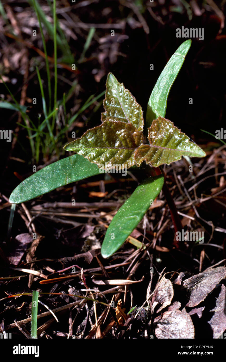 Alder (Alnus) Seedling and Leaves growing out of Ground in Spring Stock ...