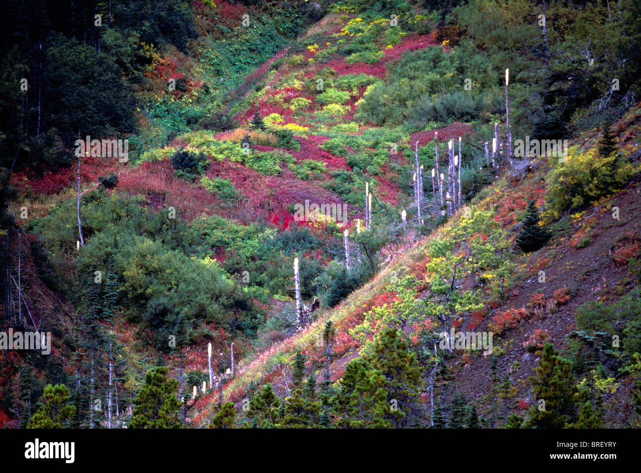 Avalanche Damage - Trees snapped, damaged, and destroyed by Avalanche ...