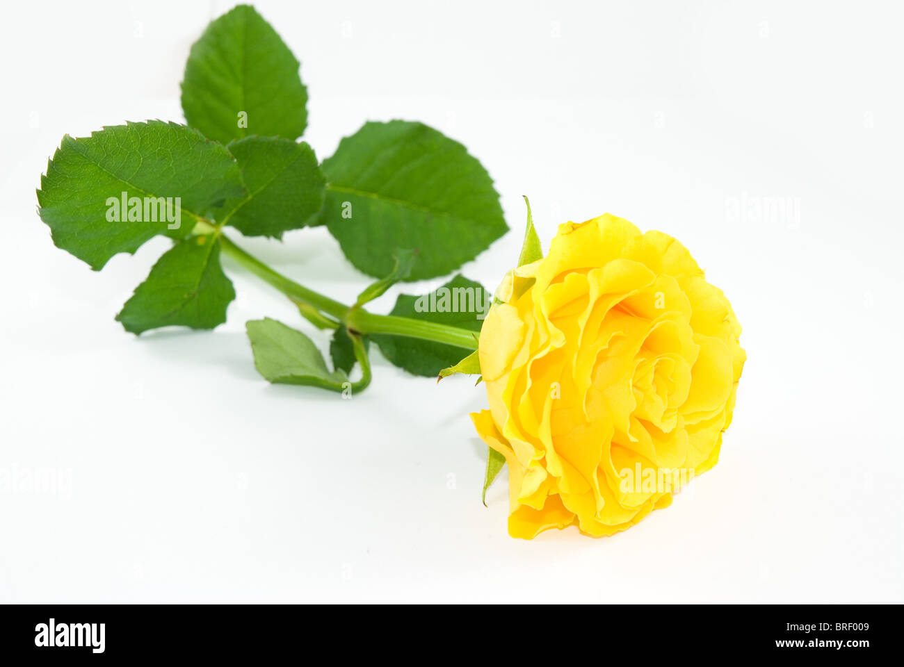 Yellow rose isolated on white background Stock Photo - Alamy