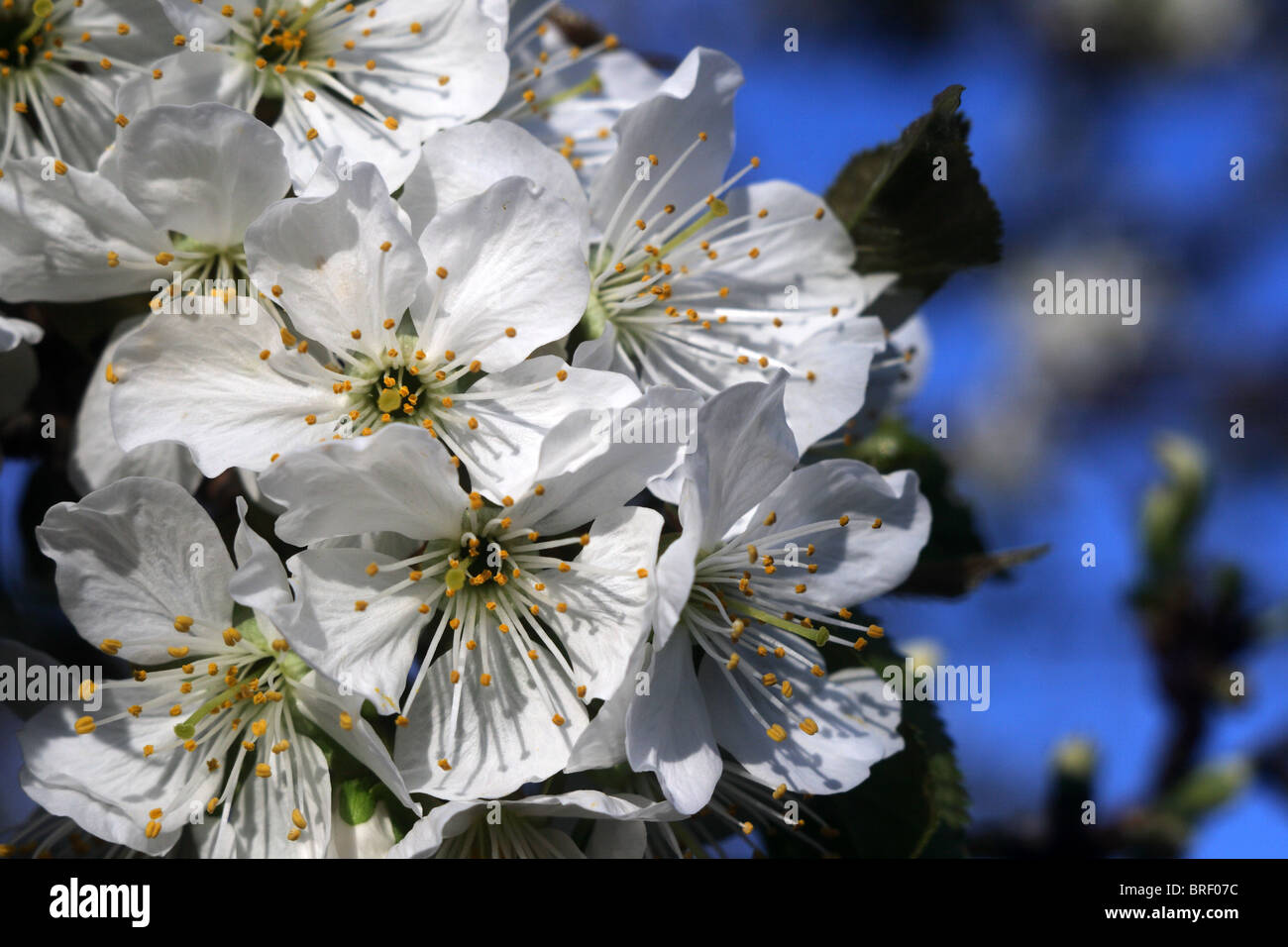 Cherry blossom silhouette hi-res stock photography and images - Alamy