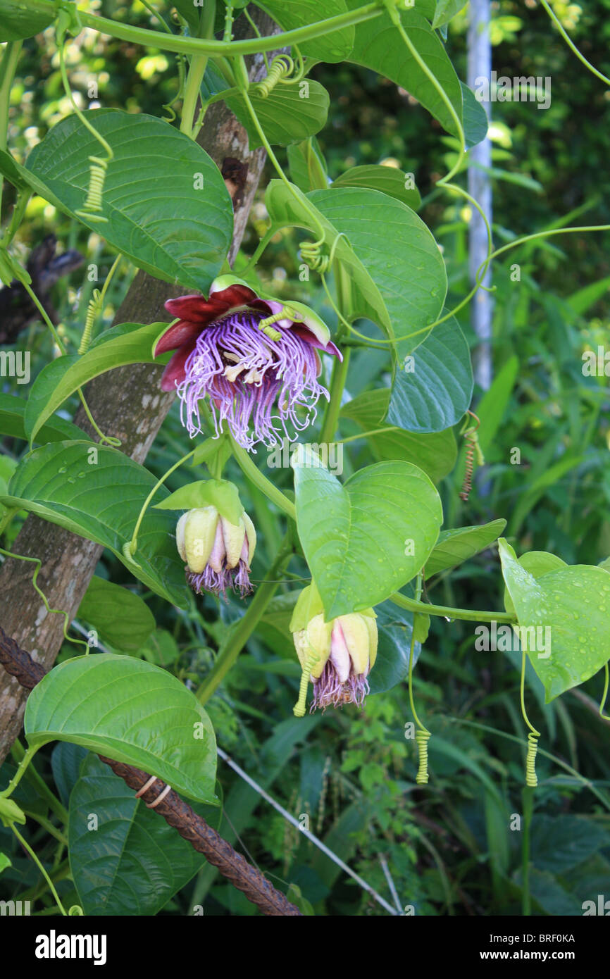 Tropical babadeen Flowers Stock Photo - Alamy