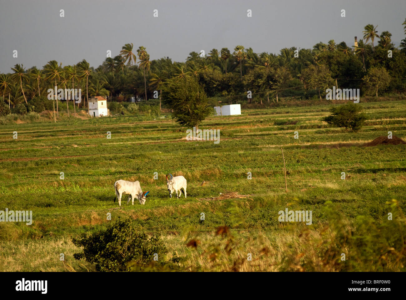 Tamil nadu rice field hi-res stock photography and images - Alamy