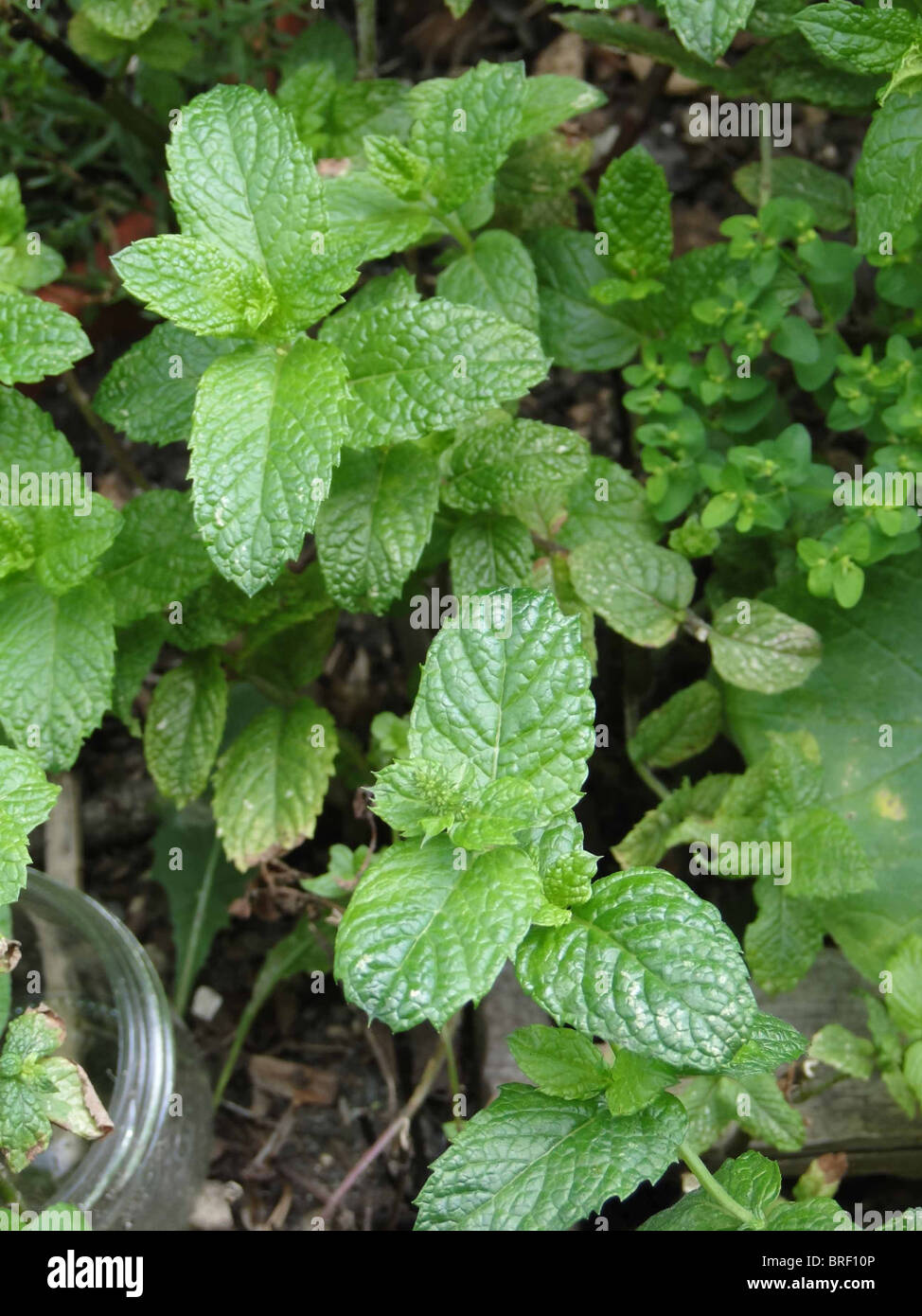 Fresh mint leaves Stock Photo - Alamy