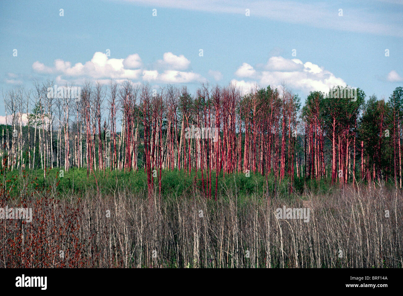 Rotting trees after fire hi-res stock photography and images - Alamy