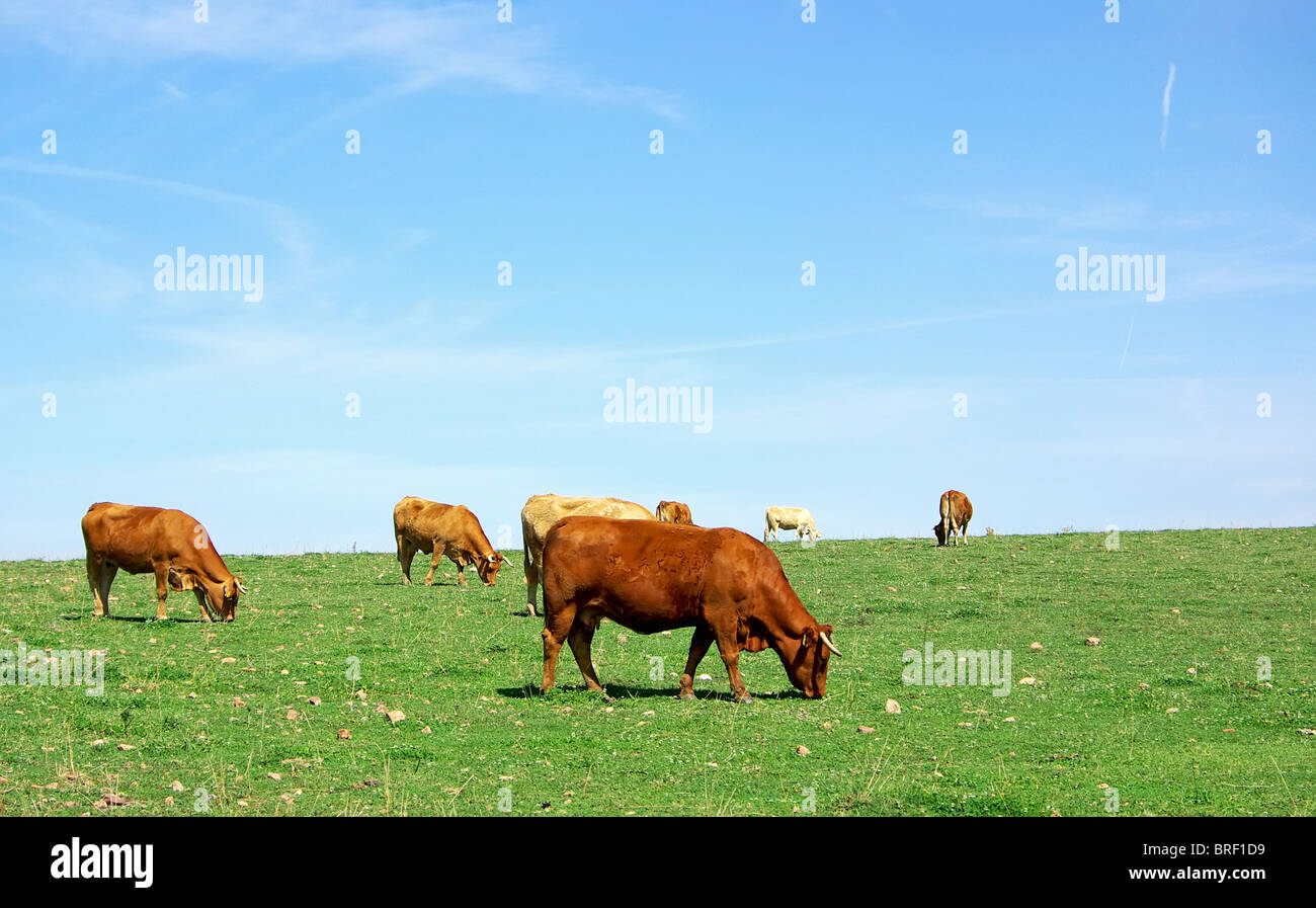 Cows grazing in field Stock Photo - Alamy