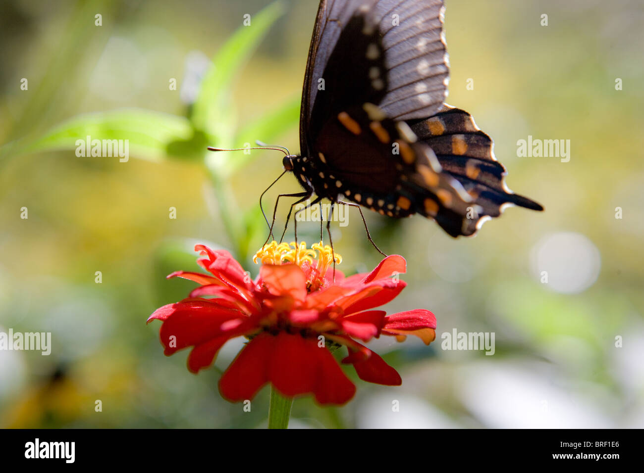 Brown and orange butterfly hi-res stock photography and images - Alamy