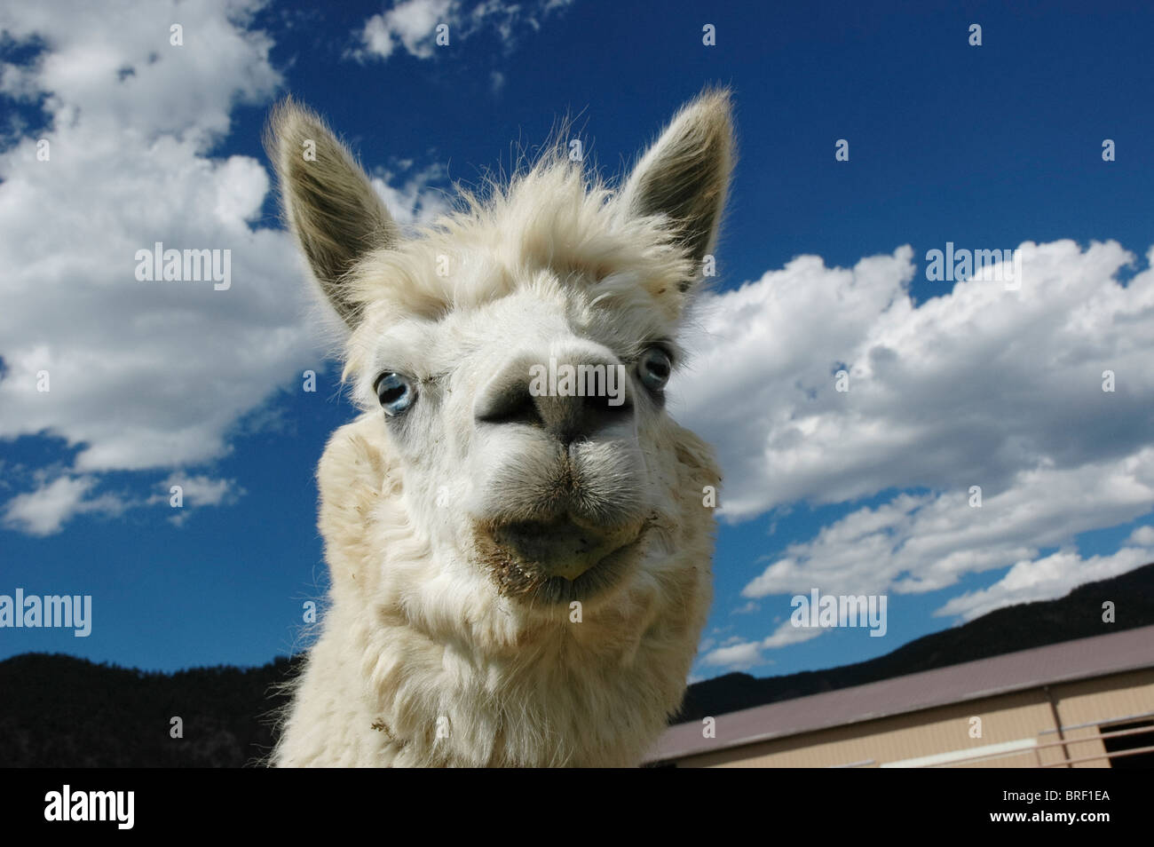 Alpacas at Victory Ranch, Mora, New Mexico. Victory Ranch is the ...