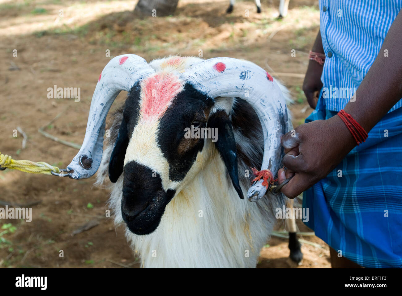 GOAT FIGHTING - CONDUCTED AS PART OF TEMPLE FESTIVALS NEAR MADURAI ...