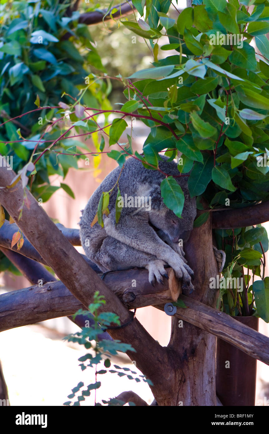Sleeping Koala (phascolarctos cinereus Stock Photo - Alamy