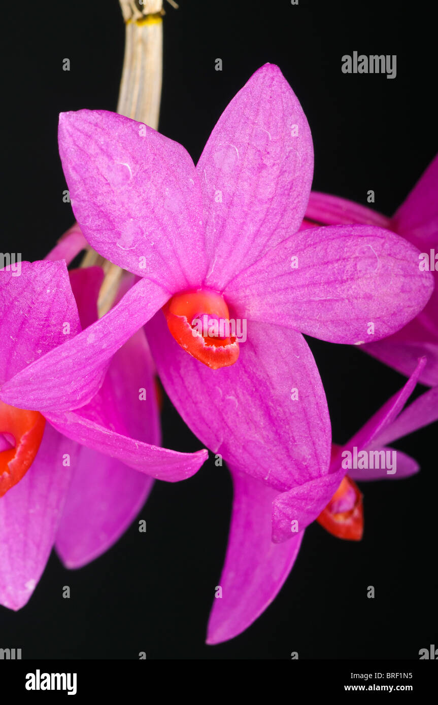 Dendrobium sulawesiense, orchid species, native to Sulawesi region of ...